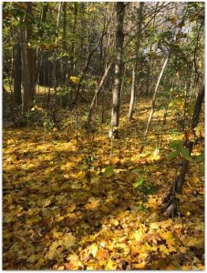 Cedarvale Ravine toronto | voyages.visite-de-france.com